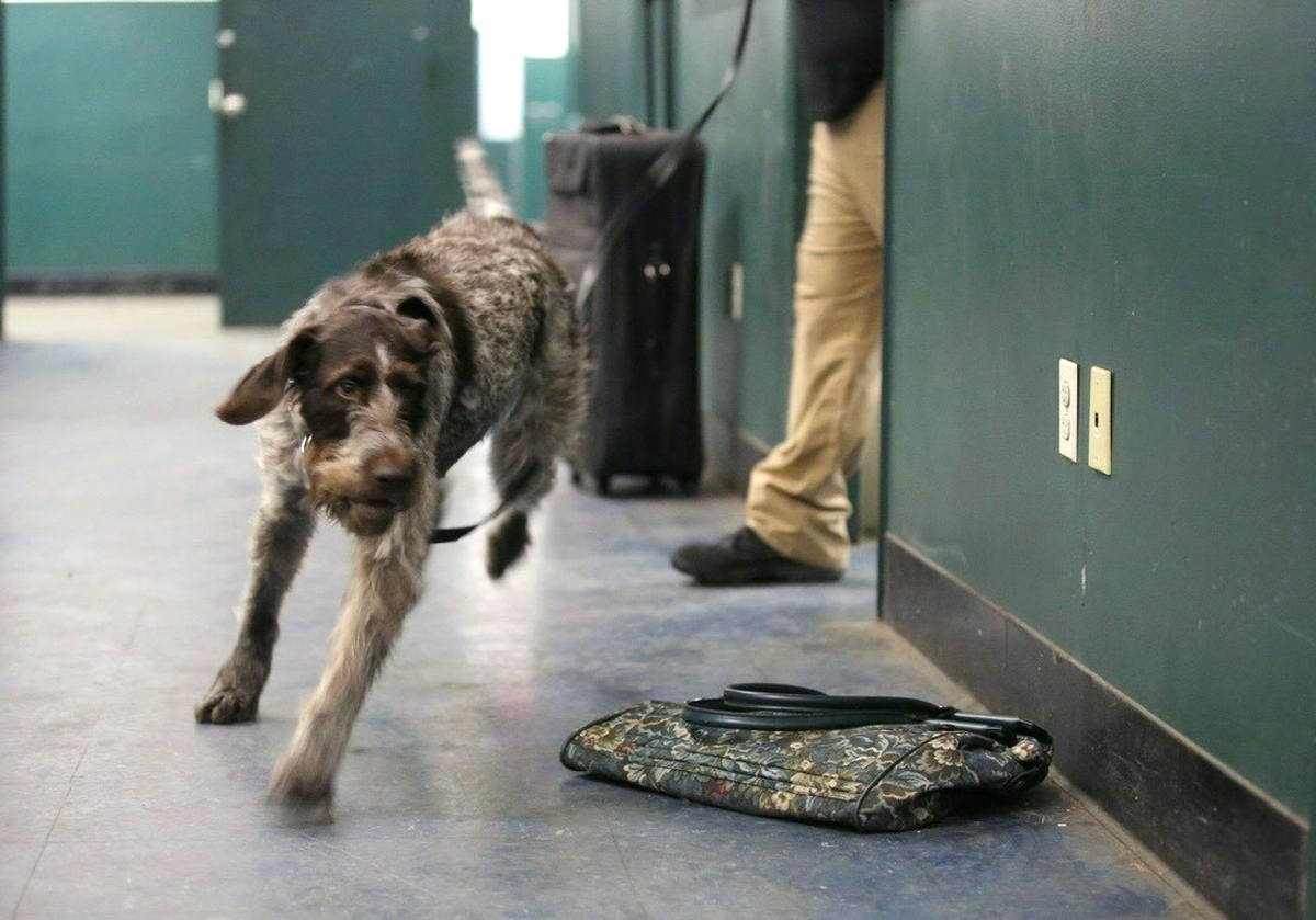 TSA Canines Enhancing Security at JFK Airport