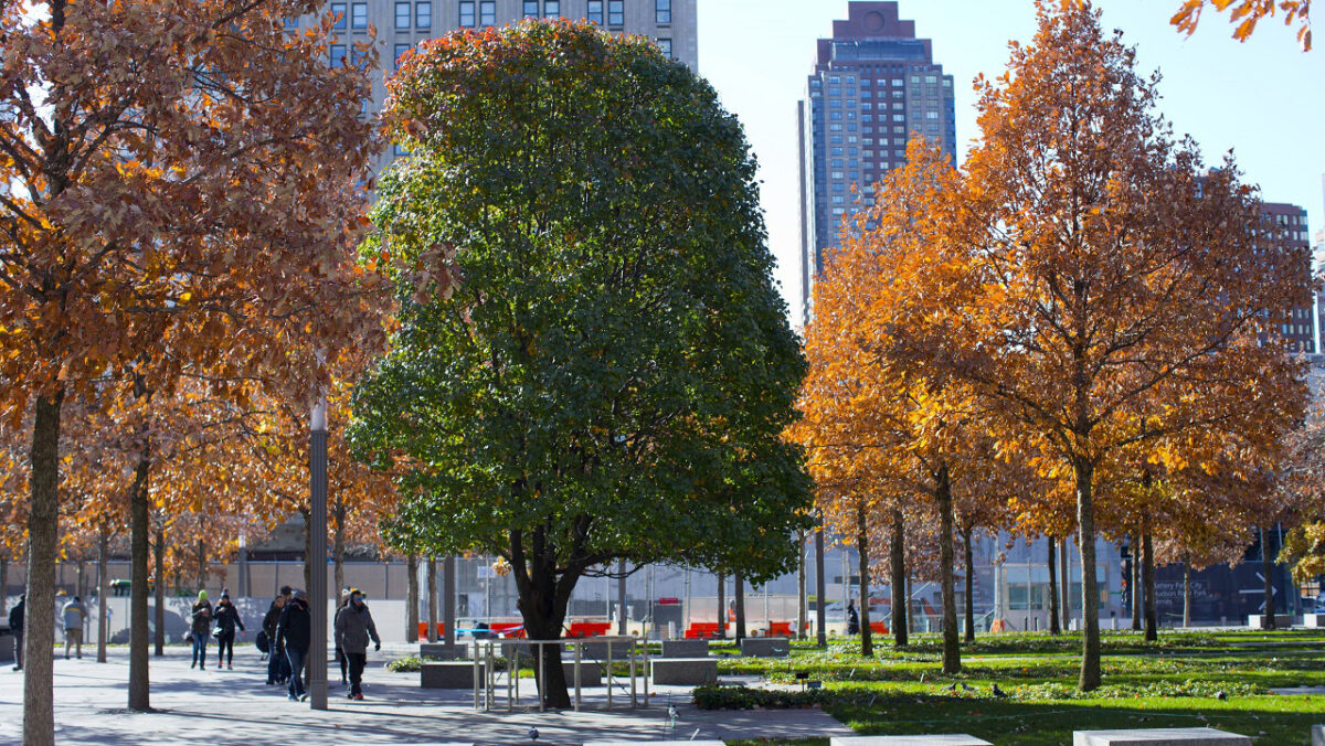 Remembrance & Rebirth: NYC and the World Trade Center Today