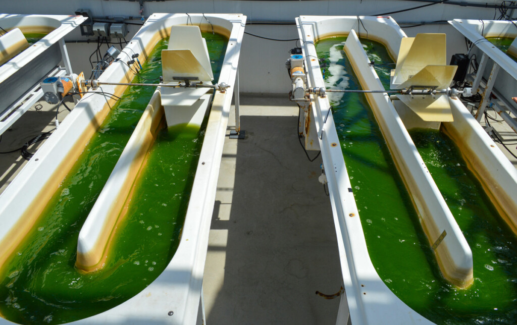 United Invests $5 Million in Algae-based Fuel Producer Viridos ...